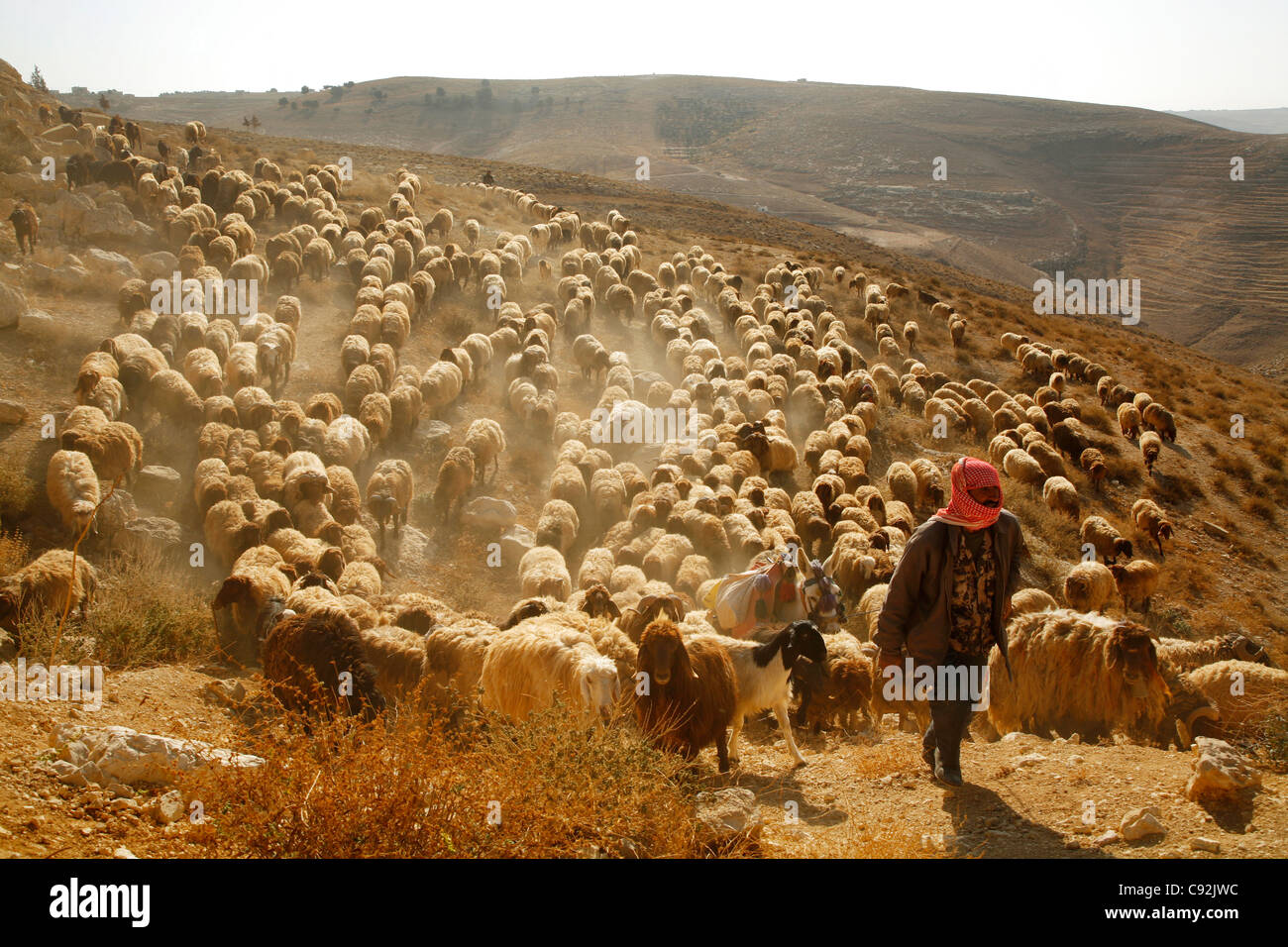 Shepherd and sheep between Madaba and Mount Nebo, Jordan Stock Photo ...