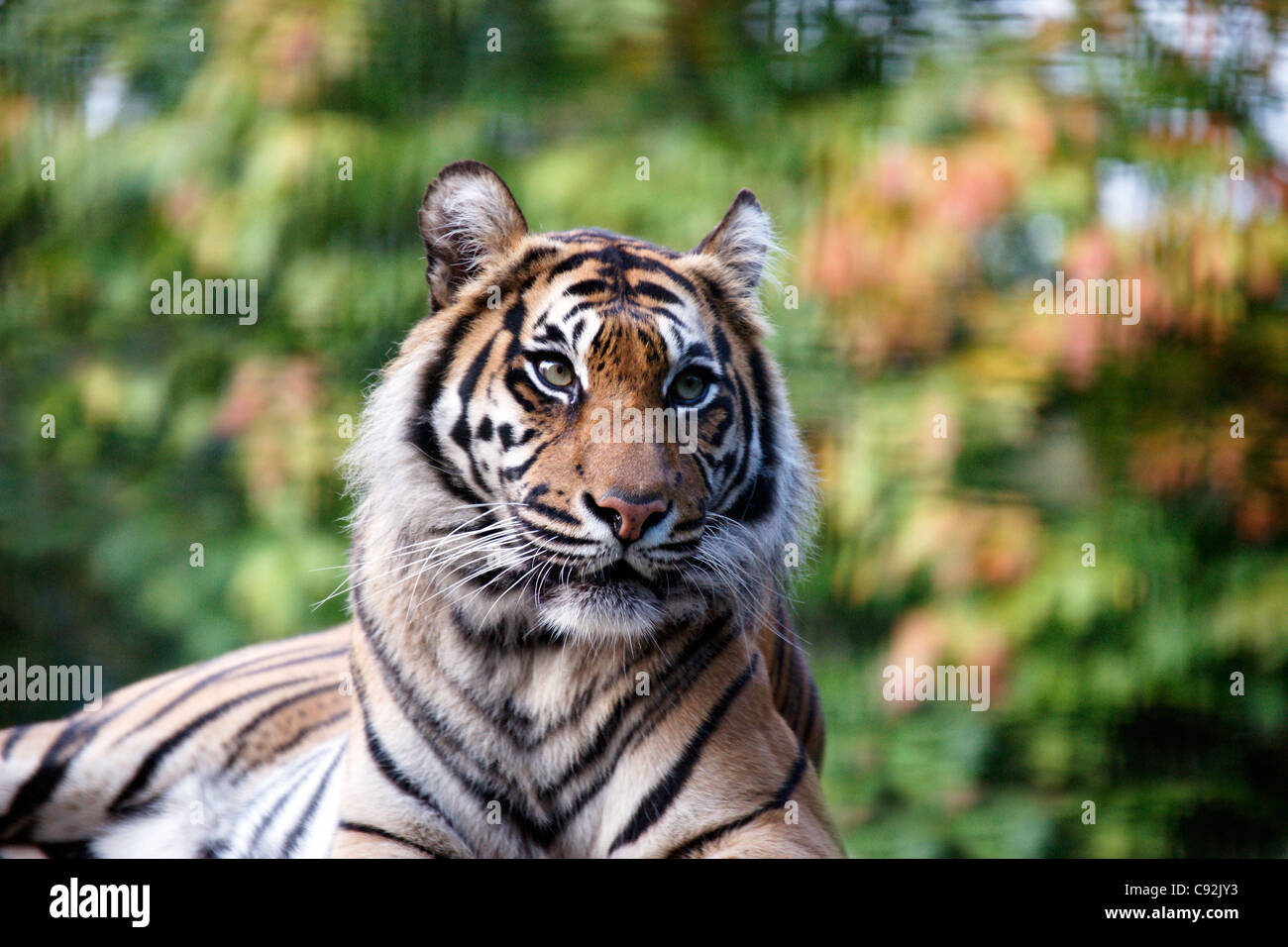 Tiger panthera tigris native hi-res stock photography and images - Alamy