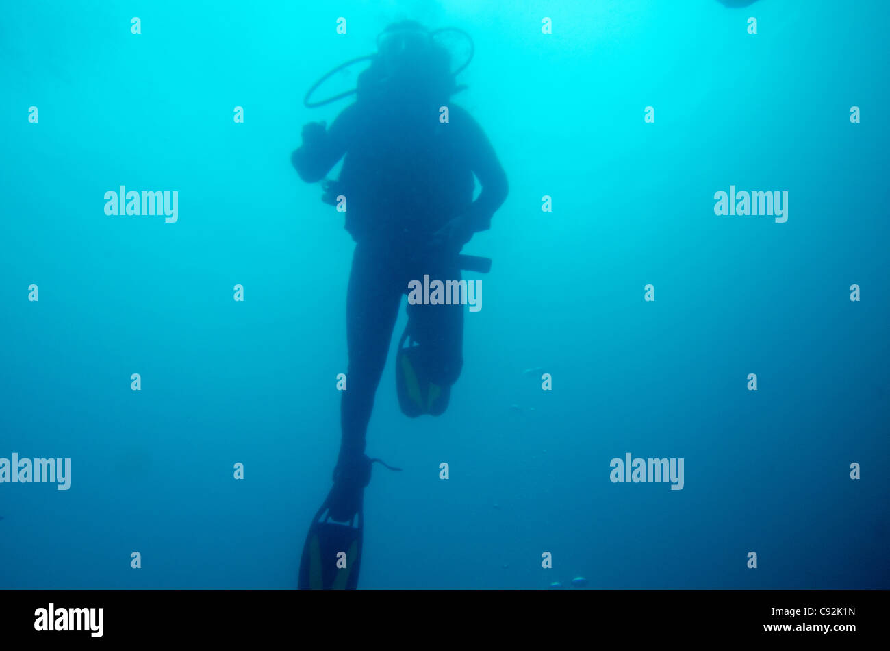 Scuba diver underwater, San Cristobal Island, Galapagos Islands ...