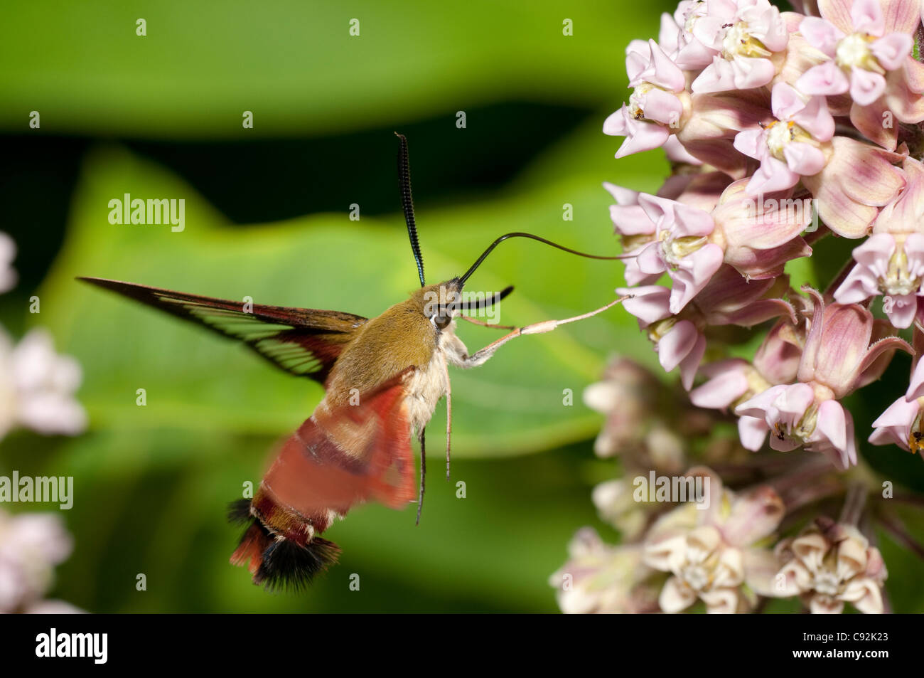 Clearwing hummingbird moth hi-res stock photography and images - Alamy