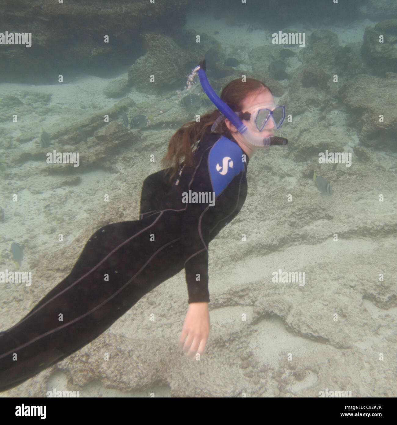 Woman scuba diving underwater, Puerto Egas, Santiago Island, Galapagos ...