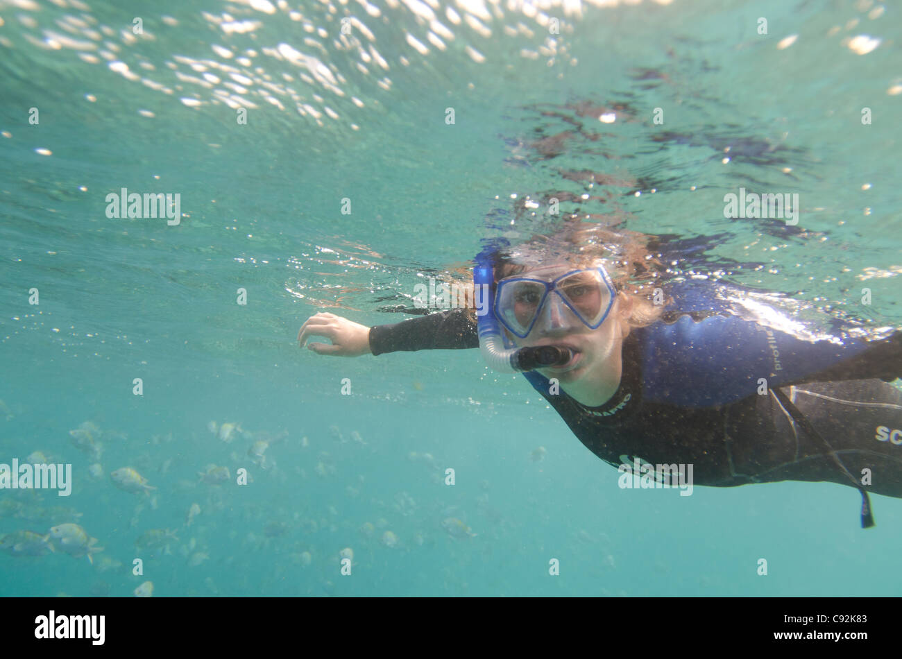 Scuba diver diving in the sea, Puerto Egas, Santiago Island, Galapagos ...
