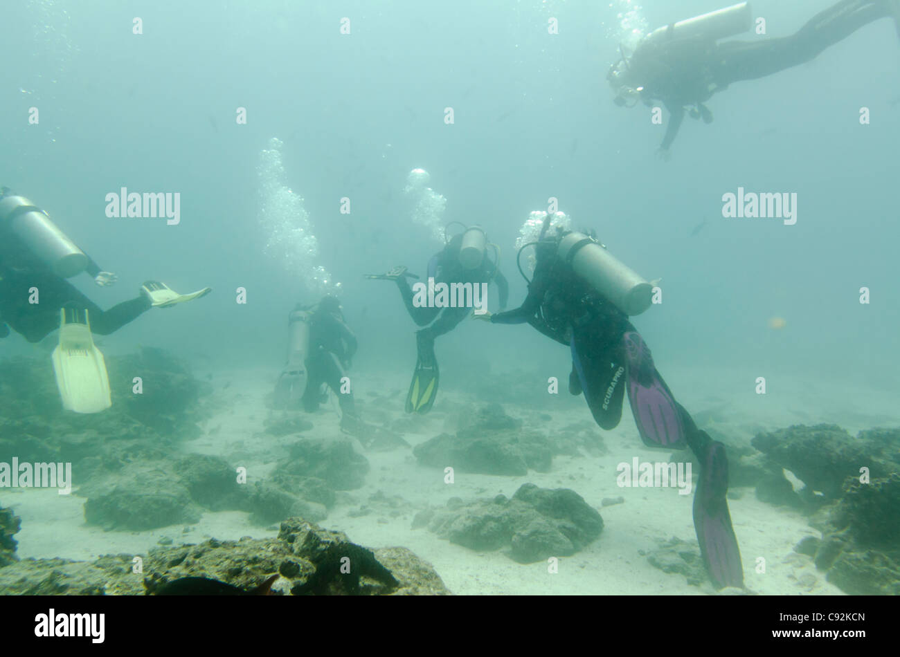 Five people scuba diving underwater hi-res stock photography and images ...