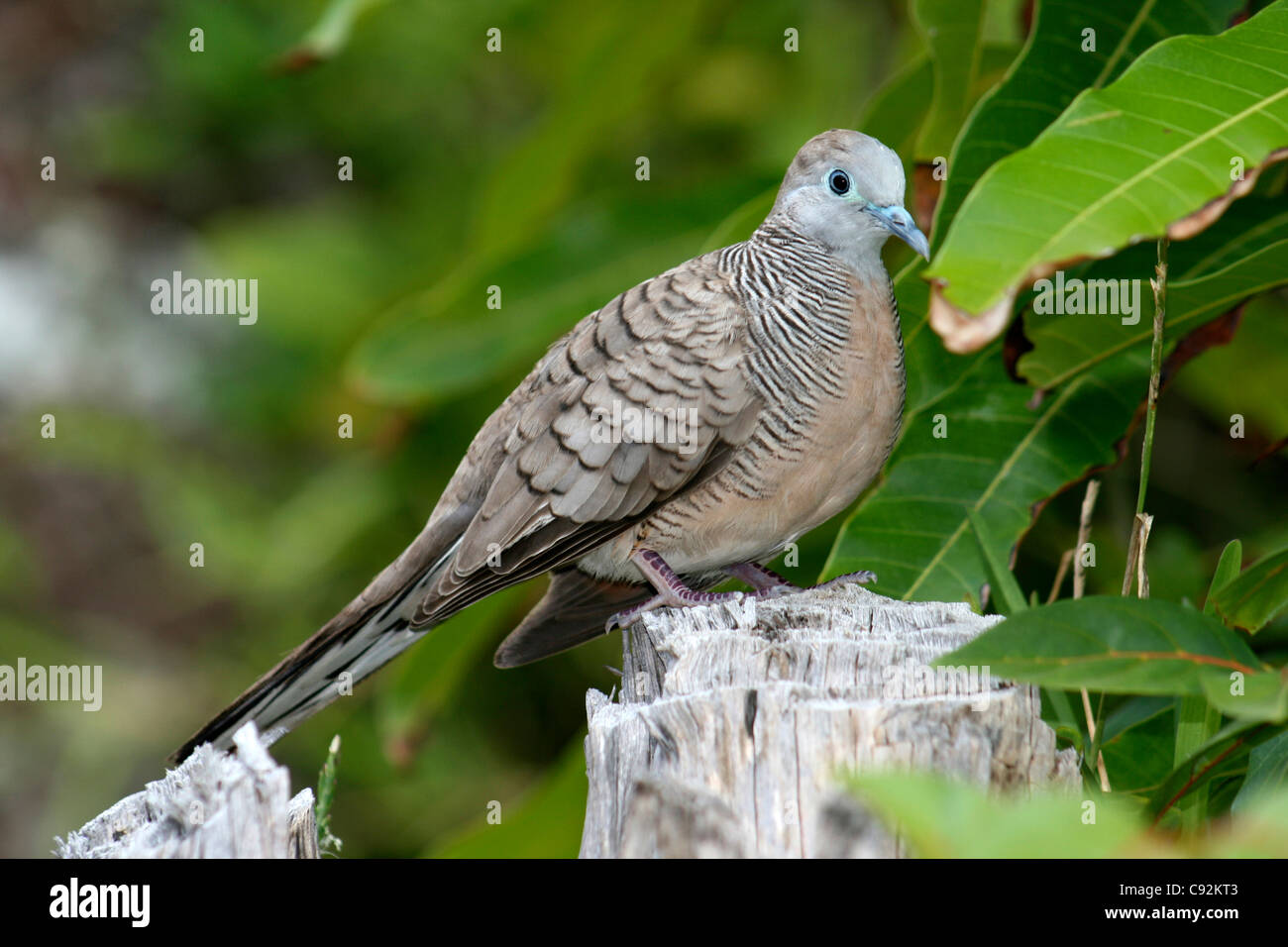 the Geopelia striata Barred Ground Dove is native to the Seychelles. It ...