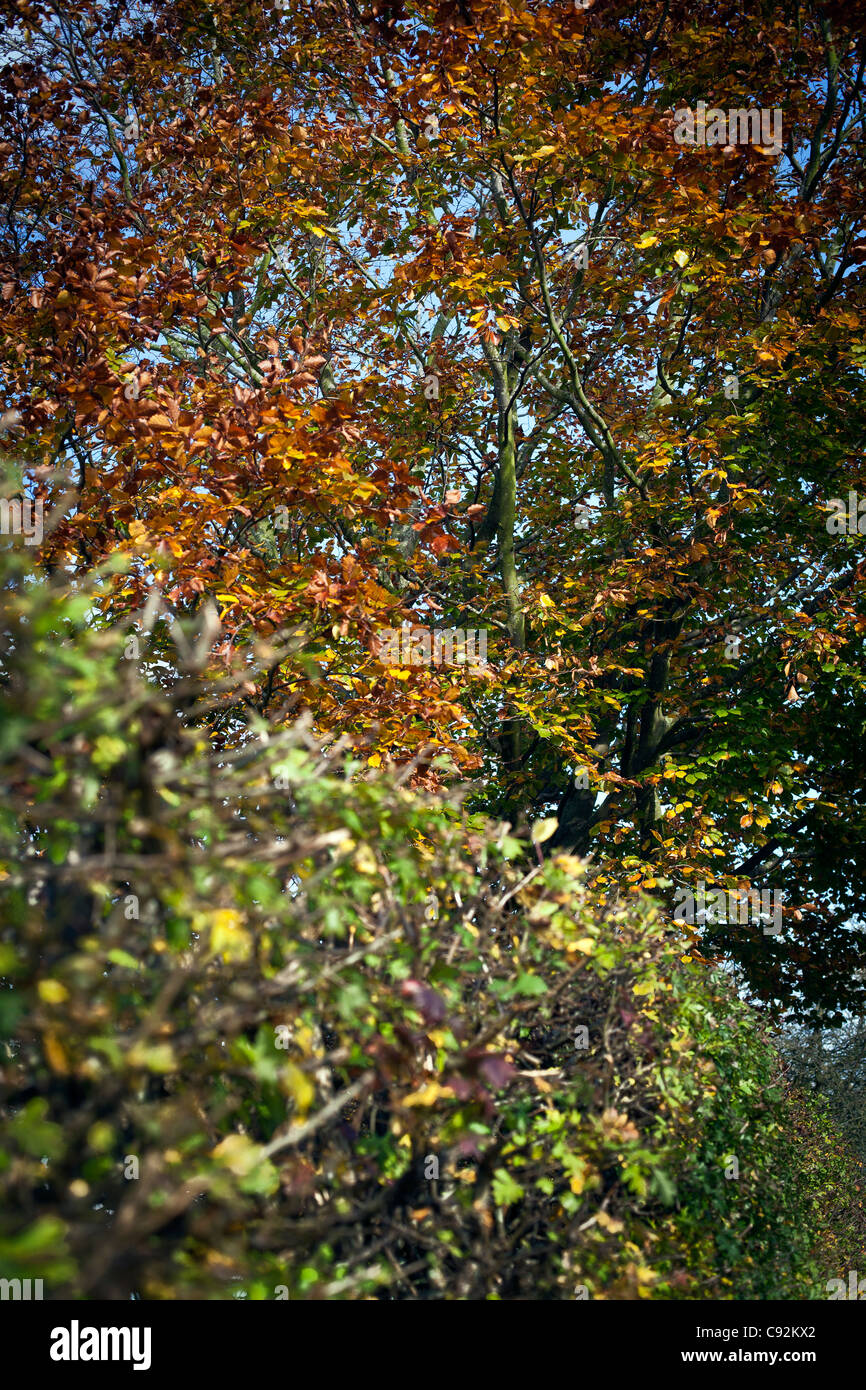 Hedge and Birch tree seen in Autumn Stock Photo - Alamy