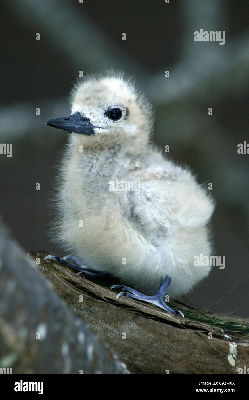White Tern chick Gygis alba also incorrectly known as a Fairy Tern ...