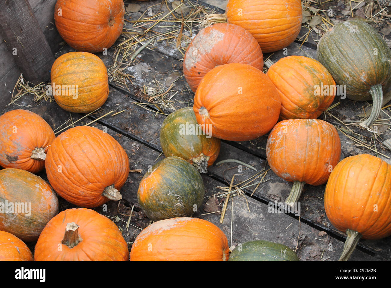 Bin of pumpkins hi-res stock photography and images - Alamy