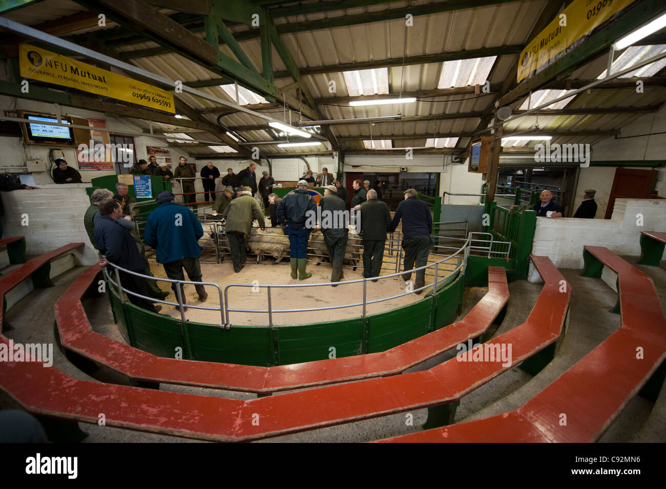 Hawes livestock auction Market Wensleydale Yorkshire Dales England UK ...