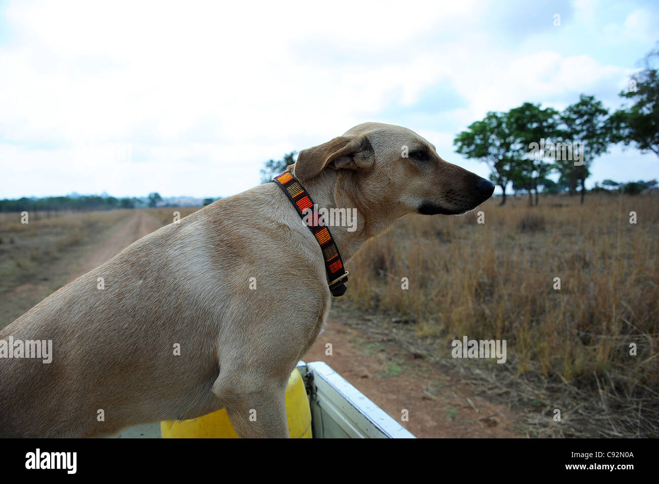 Safari dog enjoying morning ride in the truck Stock Photo - Alamy