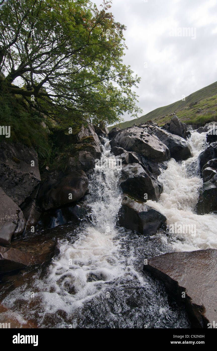 Rowan tree (sorbus aucuparia) and waterfall on Gameshope Burn near ...