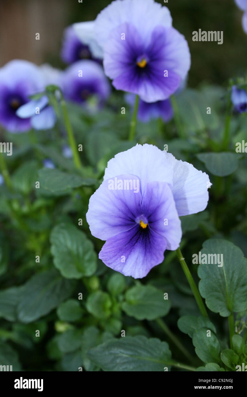 Single colour light blue Viola bedding plant Stock Photo - Alamy