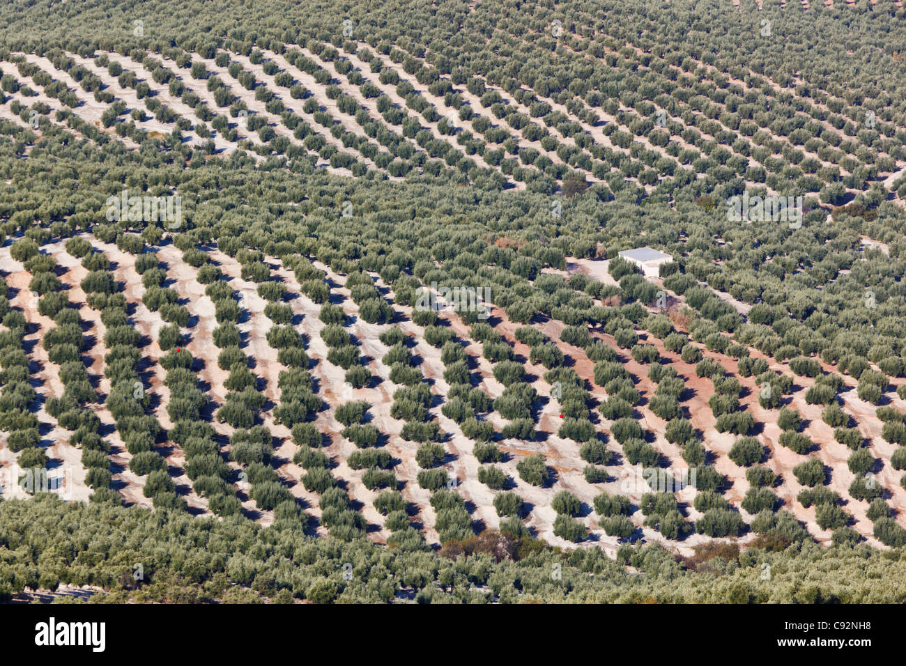 Real Olive Tree High Resolution Stock Photography and Images - Alamy