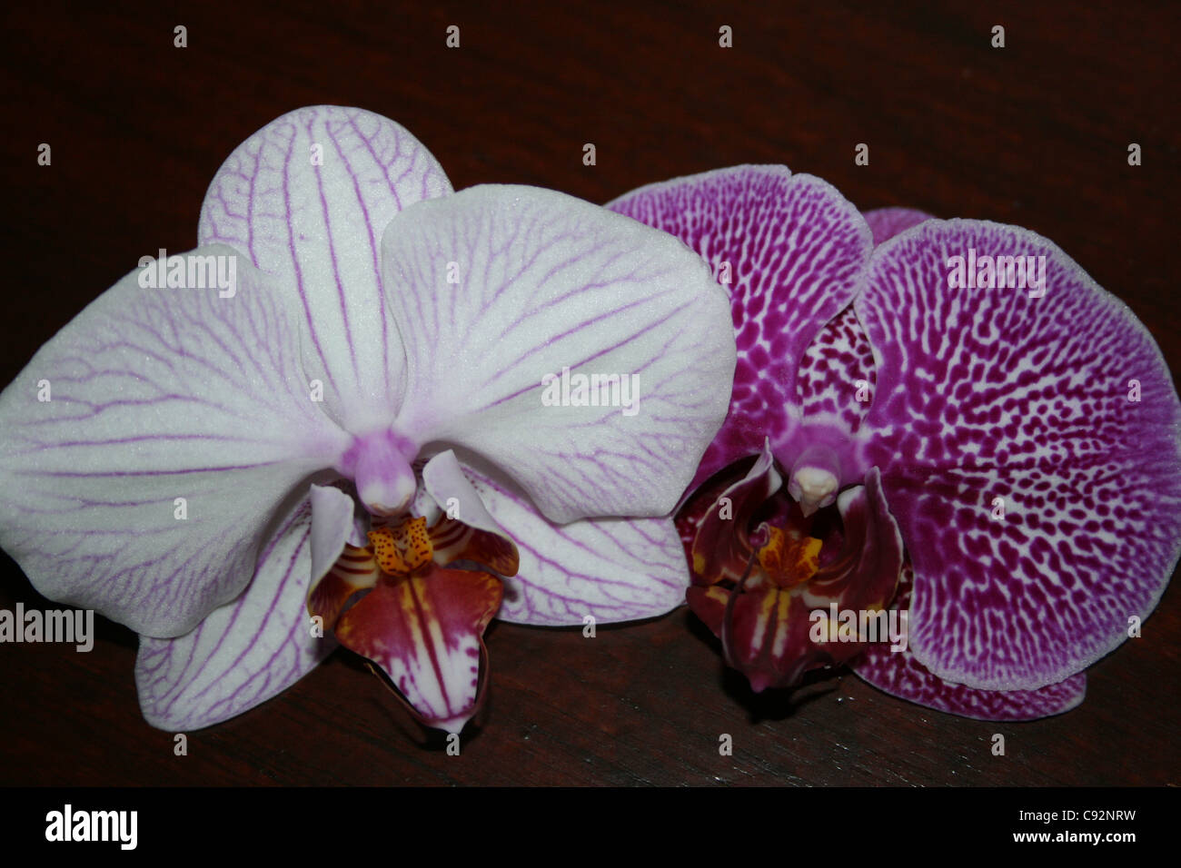 Two Orchid Heads on dark background Stock Photo - Alamy