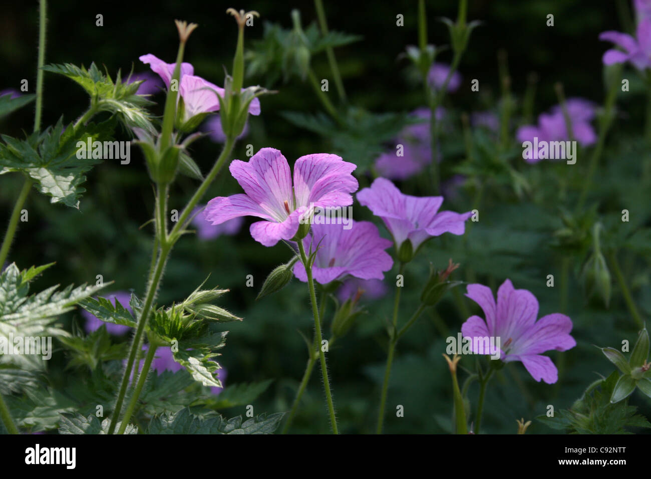 Geranium, wild, pink/purple Stock Photo - Alamy
