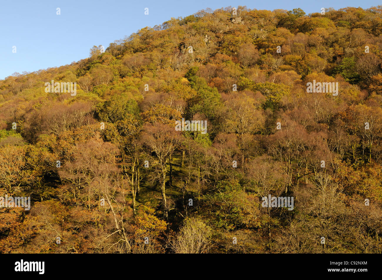Autumn woodland with fragments of ancient forest Dinas RSPB Nature ...