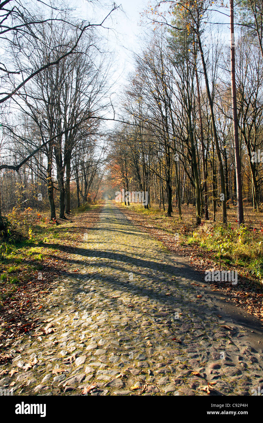 Old cobblestone road through the forest Stock Photo - Alamy