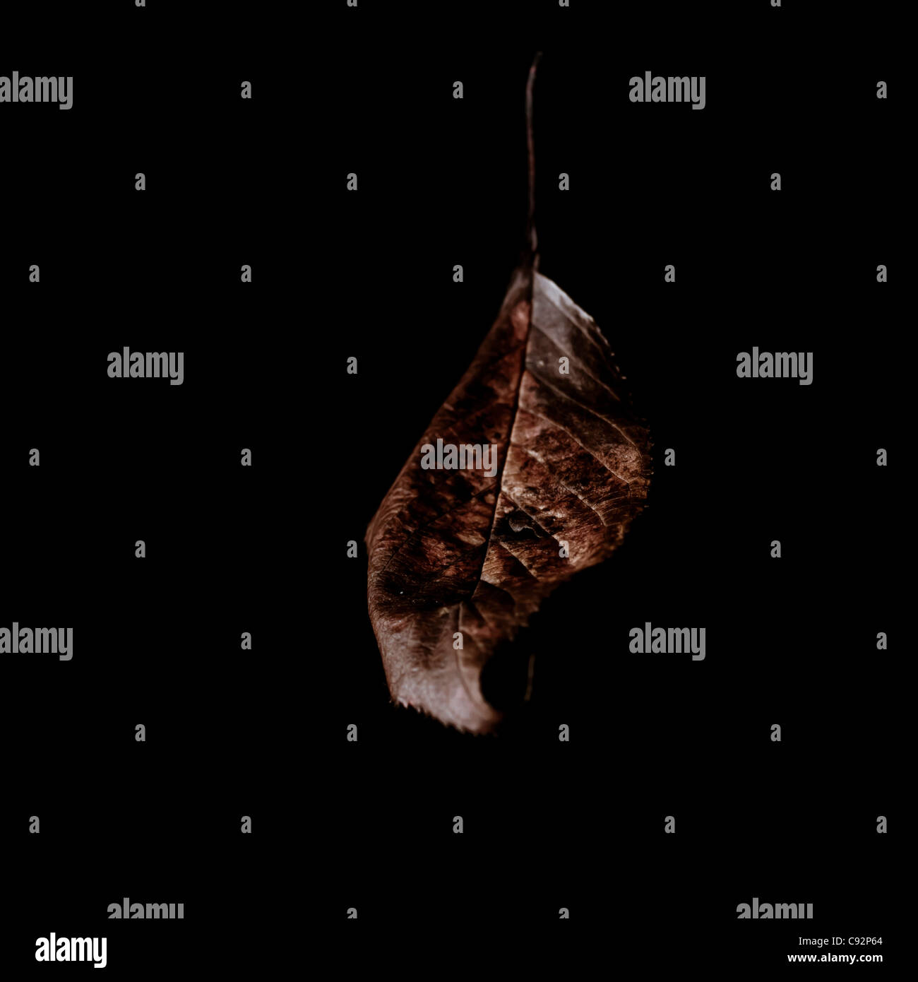 Detailed leaves hi-res stock photography and images - Alamy