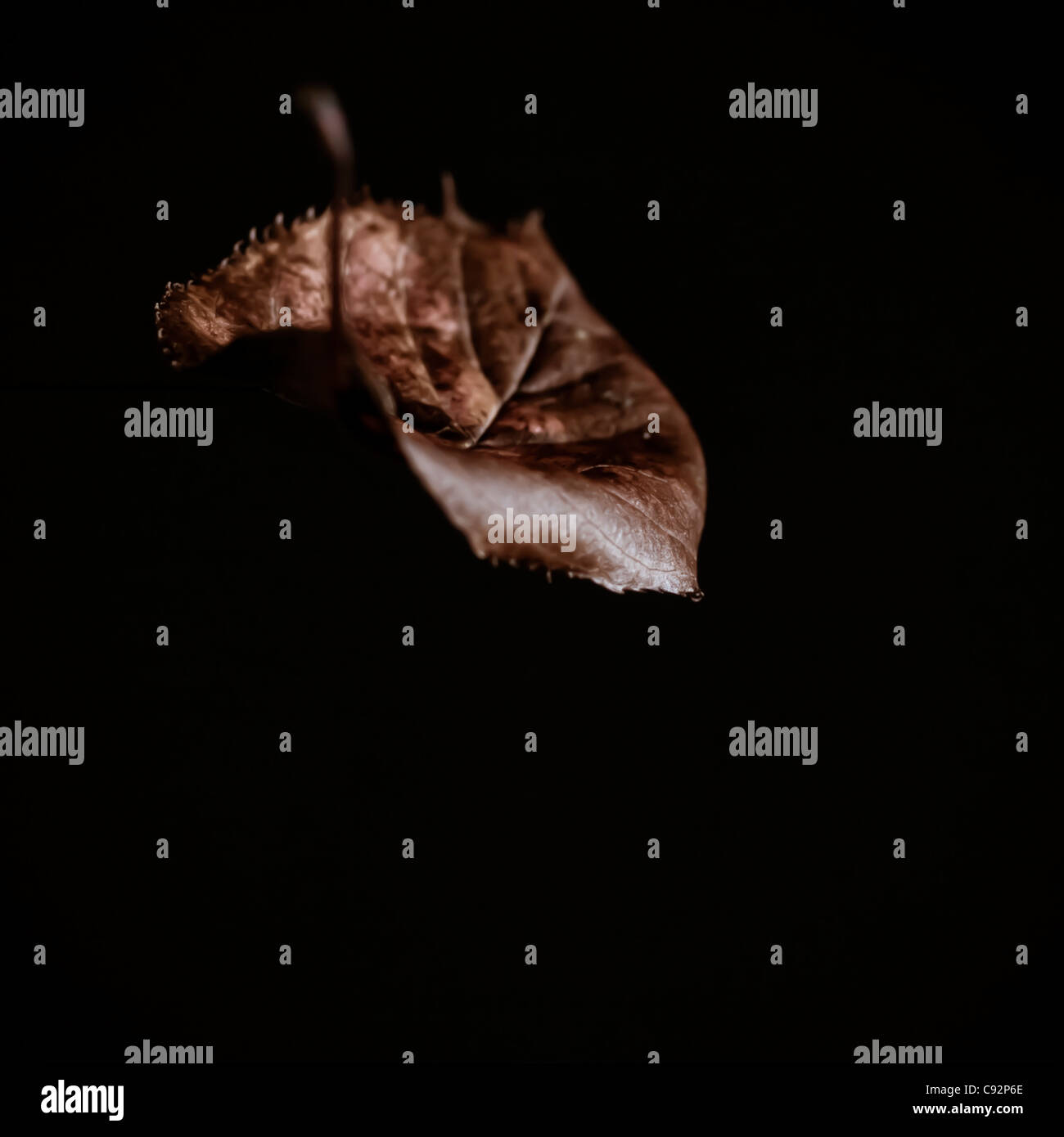 Detailed leaves hi-res stock photography and images - Alamy