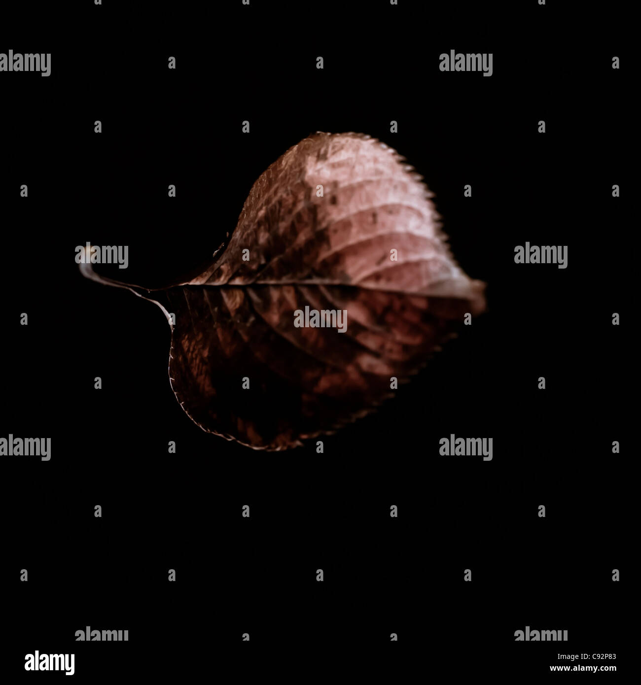 Detailed leaves hi-res stock photography and images - Alamy