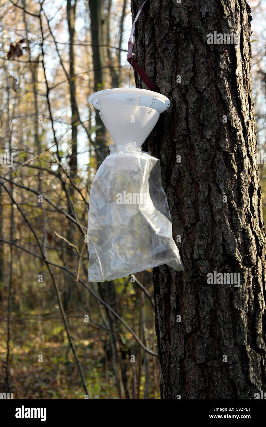 Funnel bag trap for catching bugs and insects in a forest. This one is ...