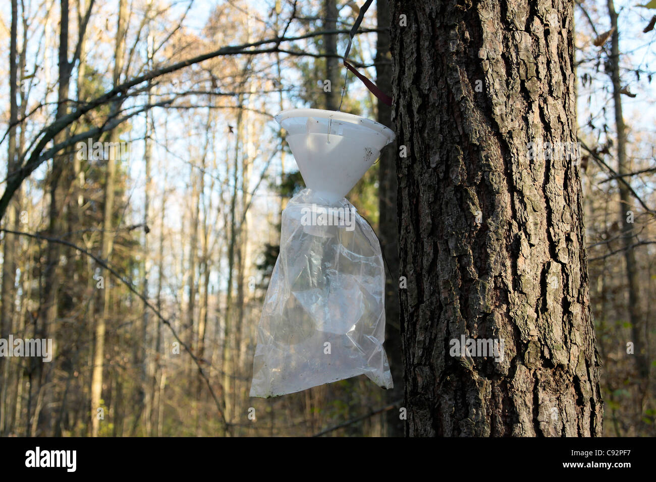Funnel bag trap for catching bugs and insects in a forest. This one is ...