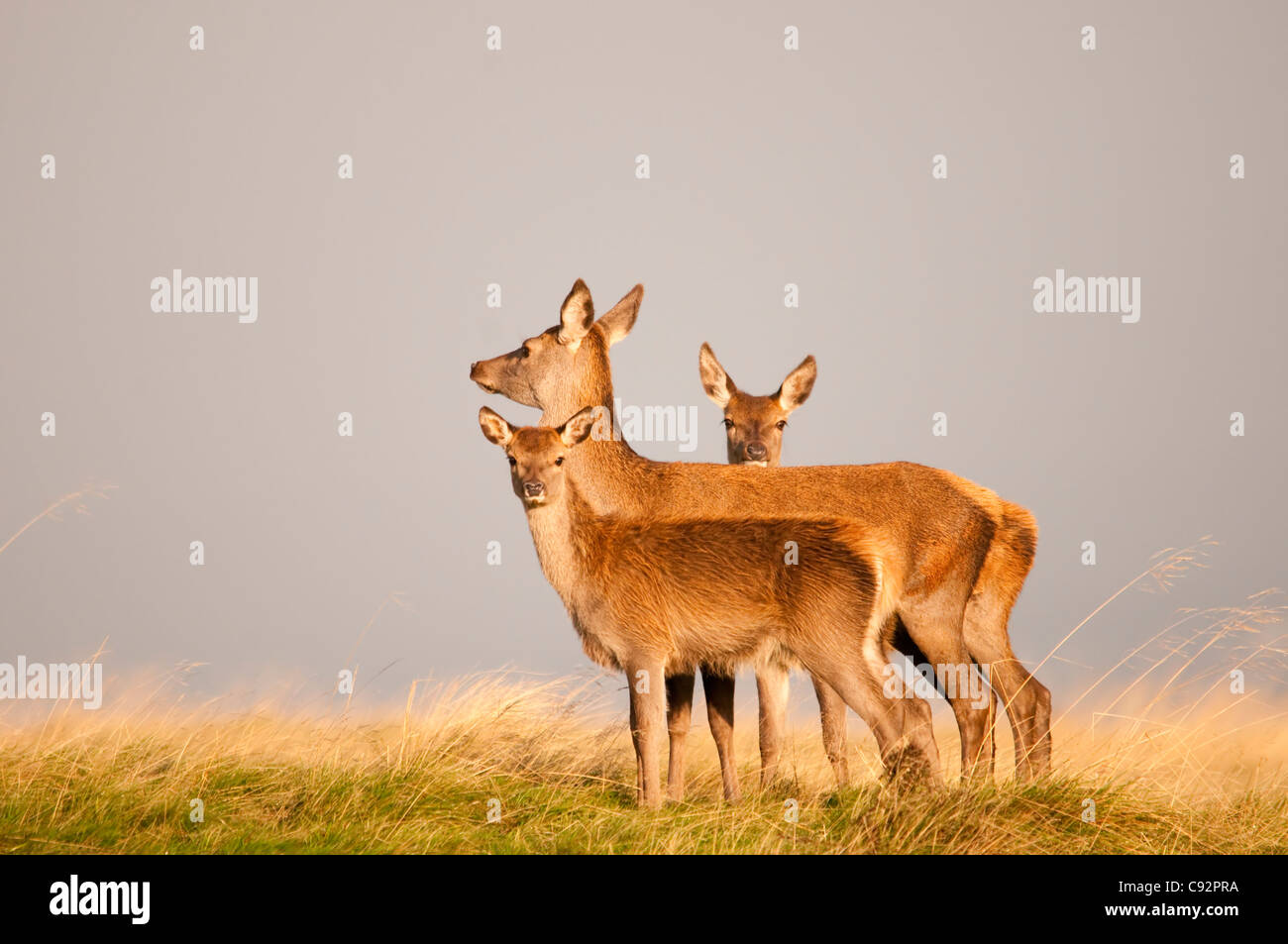 Red deer fighting uk hi-res stock photography and images - Alamy