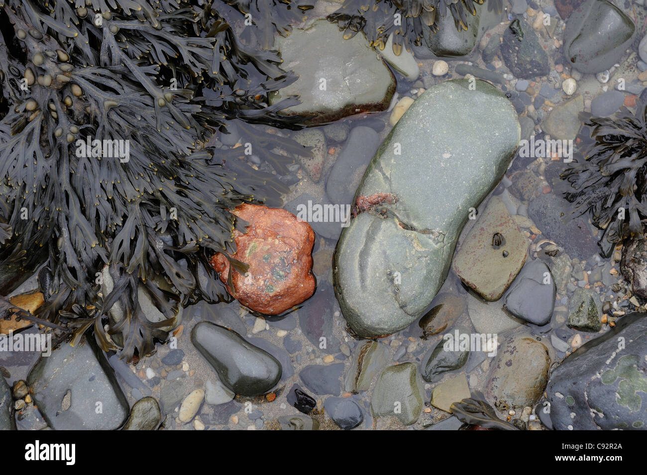 coloured stone rock in a rockpool on a beach in wales uk Stock Photo ...