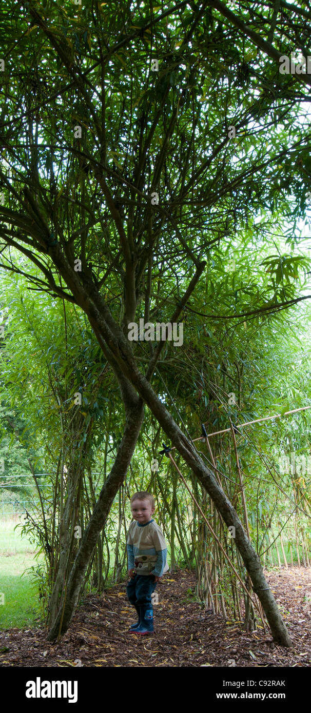 Willow maze hi-res stock photography and images - Alamy