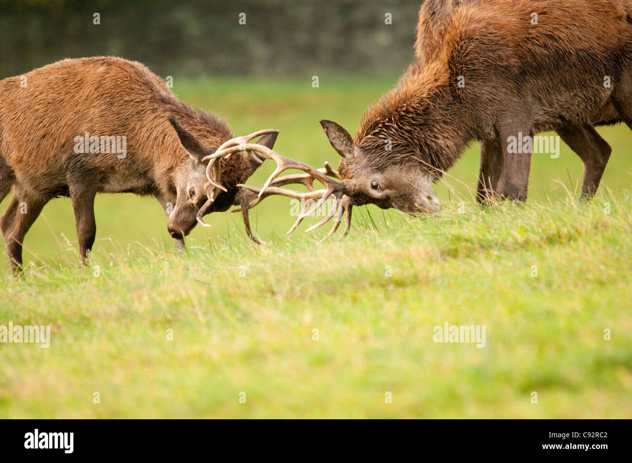 Rutting males hi-res stock photography and images - Alamy