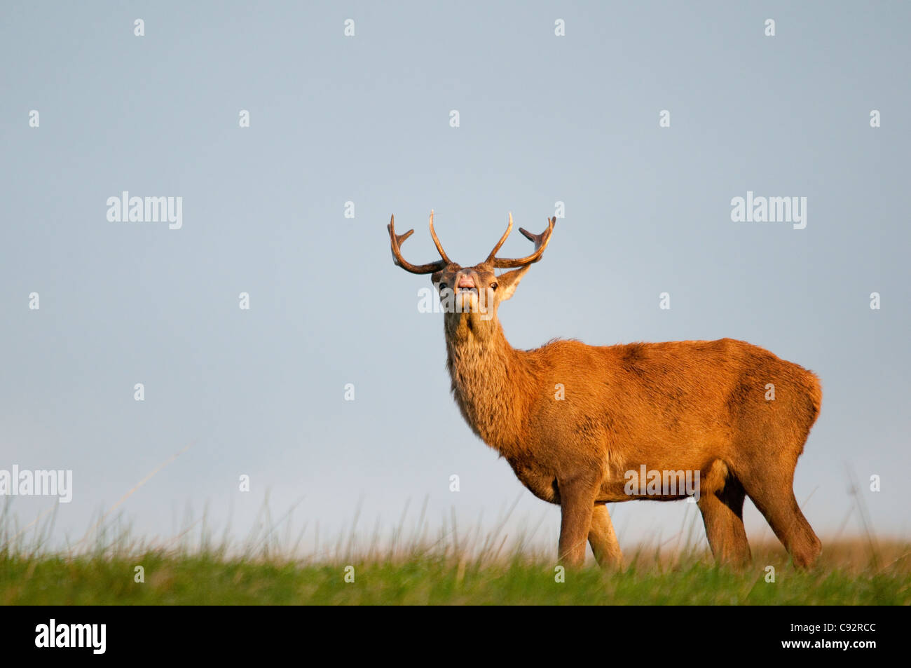 Rutting males hi-res stock photography and images - Alamy