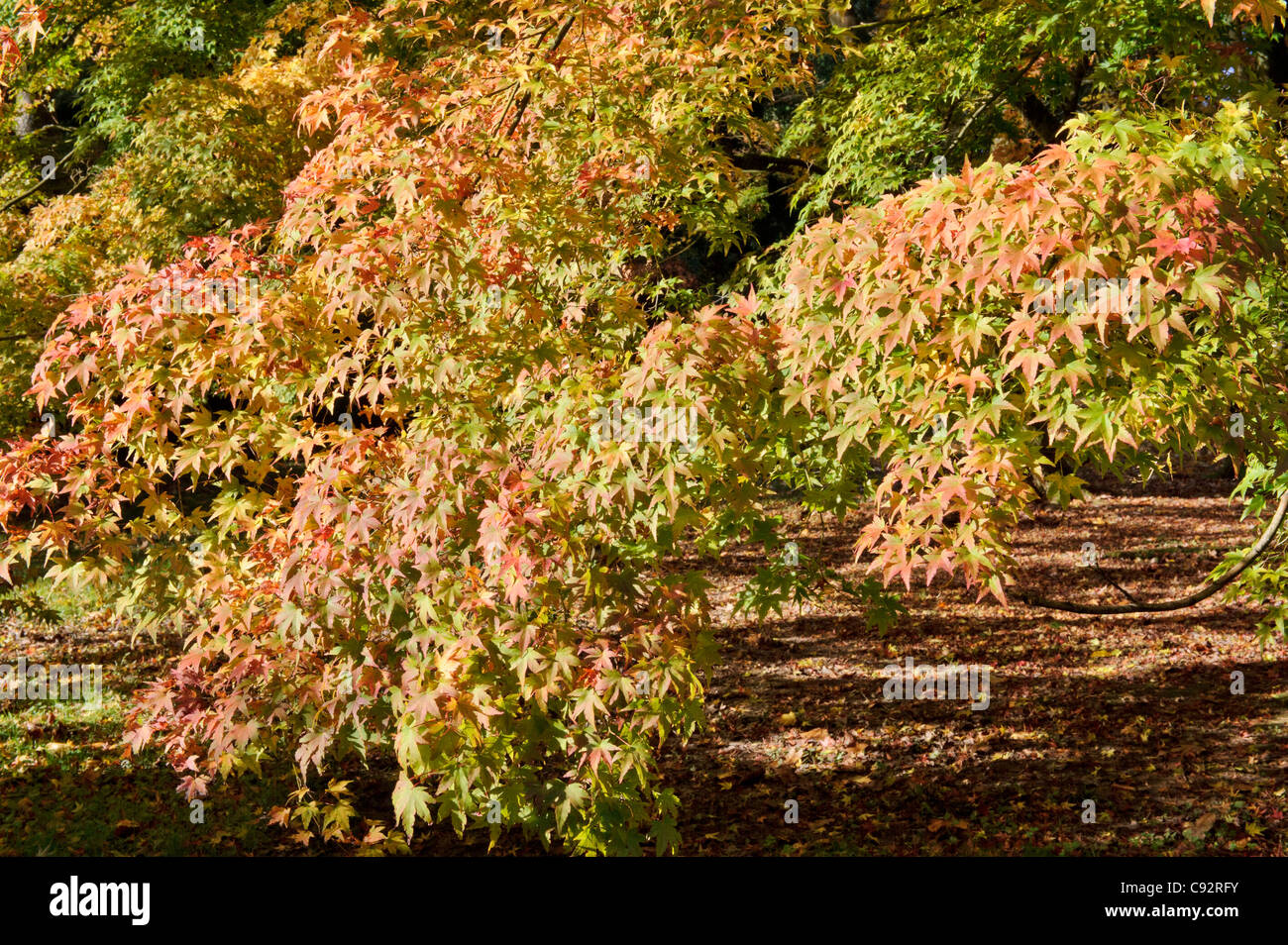 Japanese maple tree (Acer Palmatum Stock Photo - Alamy