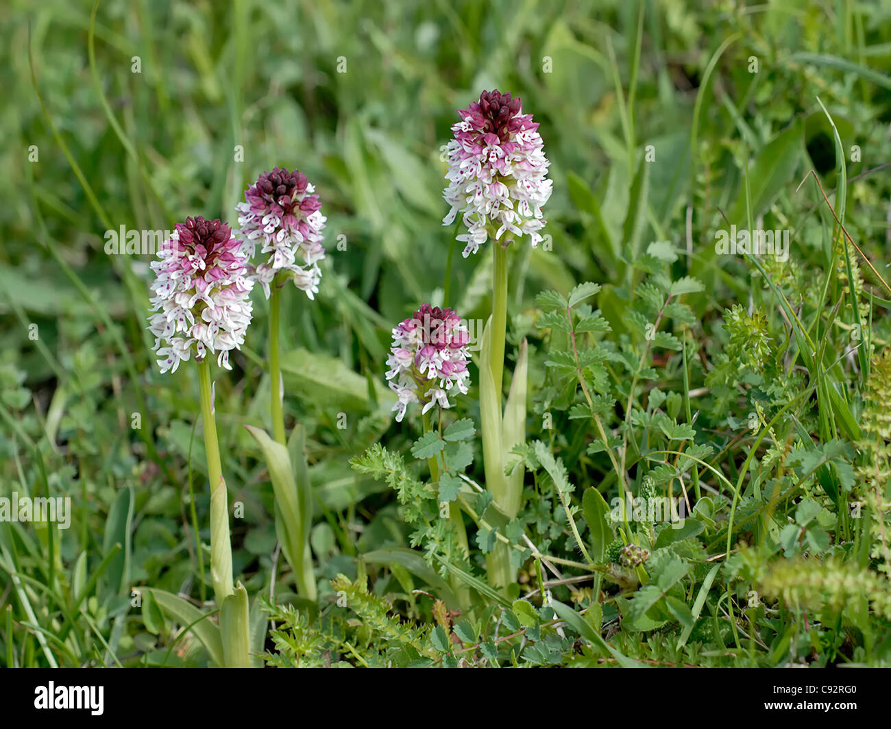 Group of orchids hi-res stock photography and images - Alamy