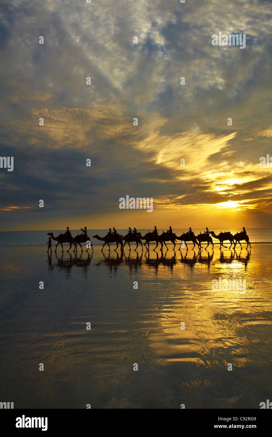 Tourist camel train on Cable Beach at sunset, Broome, Kimberley Region ...
