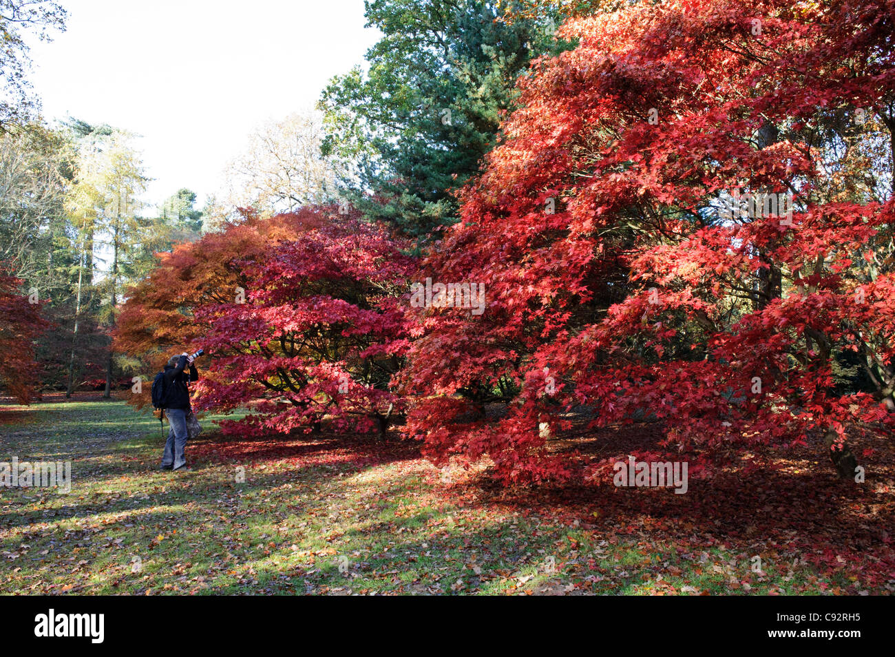 Red maple trees in Autumn Stock Photo - Alamy