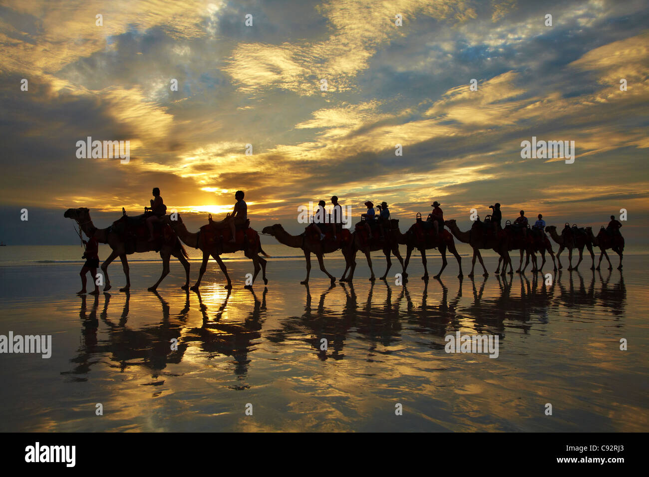 Tourist camel train on Cable Beach at sunset, Broome, Kimberley Region ...