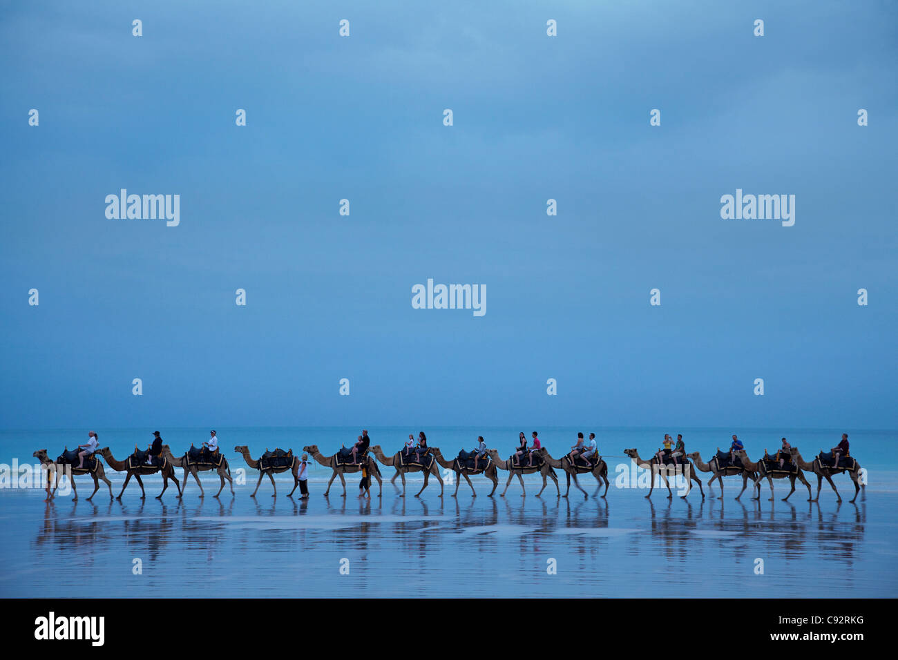 Camel train western australia hi-res stock photography and images - Alamy