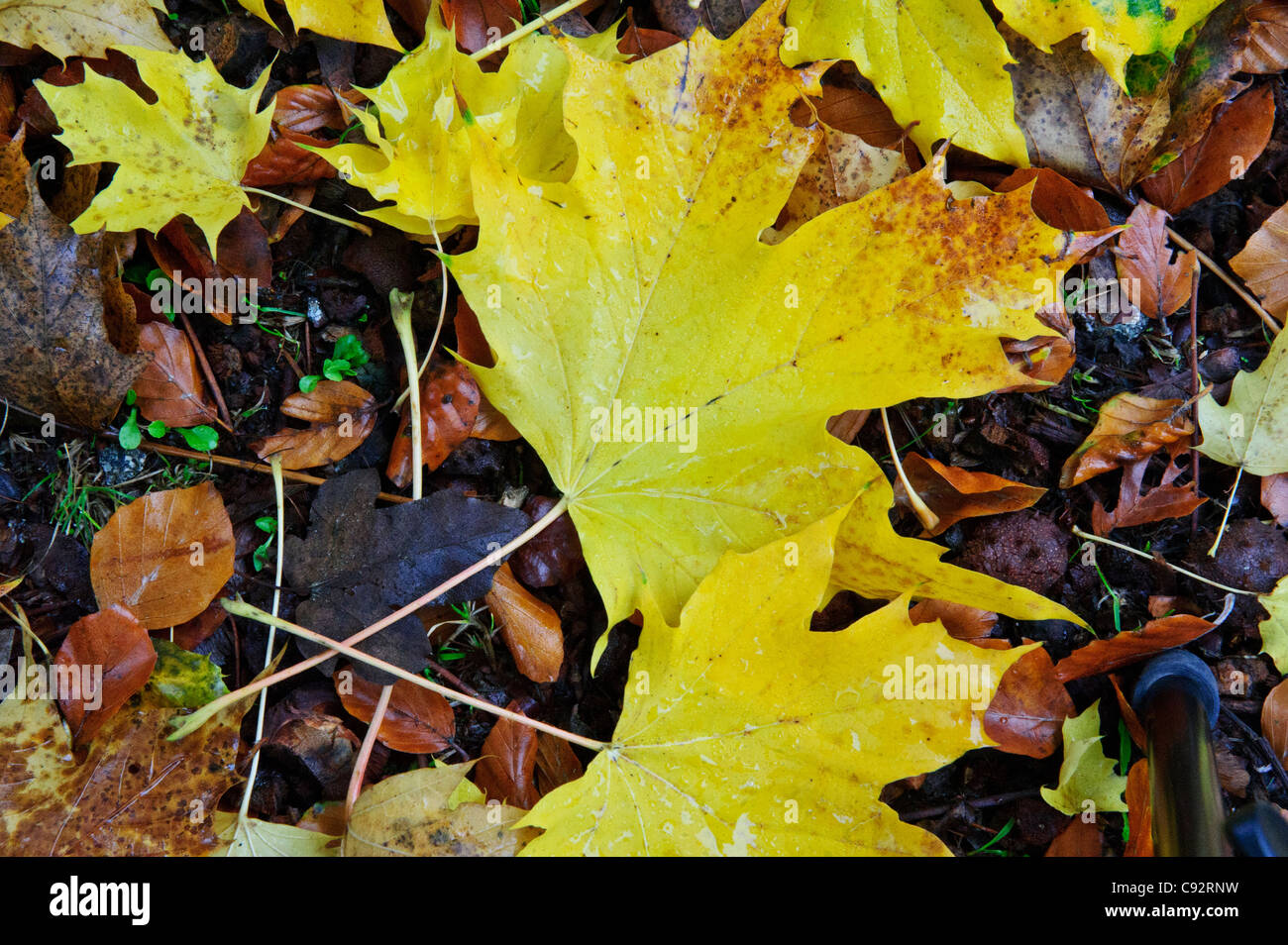 Closeup of Autumn fallen wet yellow maple leaves on the ground Stock Photo - Alamy