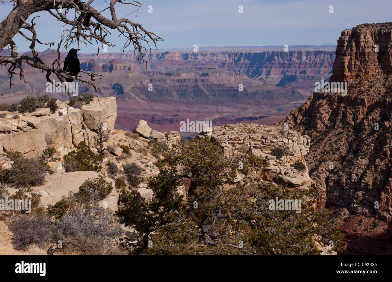 Crow on dead tree, South Rim of Grand Canyon National Park NP, Arizona ...