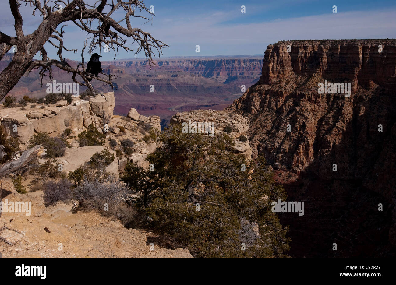 Crow on dead tree, South Rim of Grand Canyon National Park NP, Arizona ...