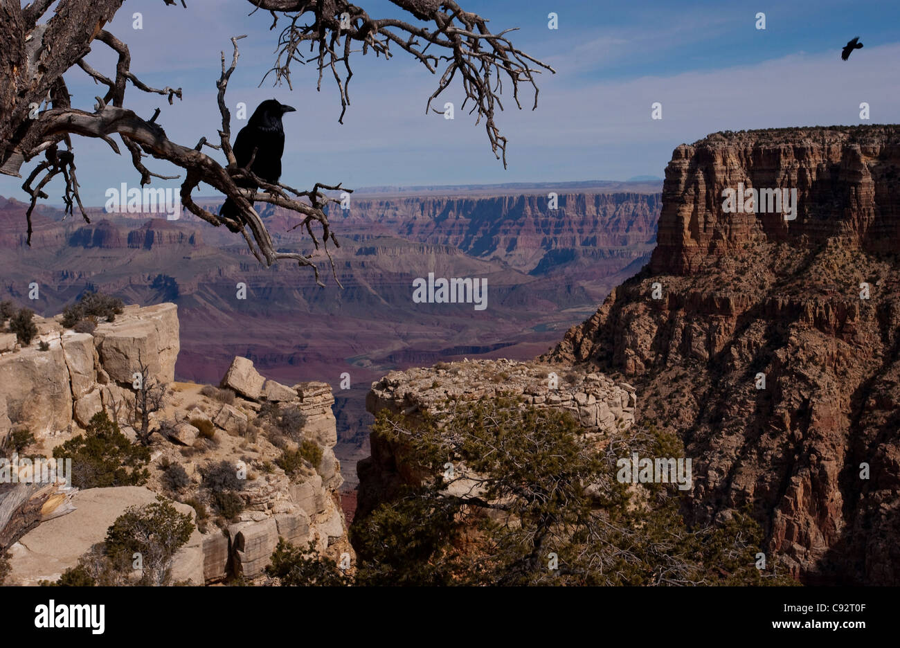 Crow on dead tree, South Rim of Grand Canyon National Park NP, Arizona ...