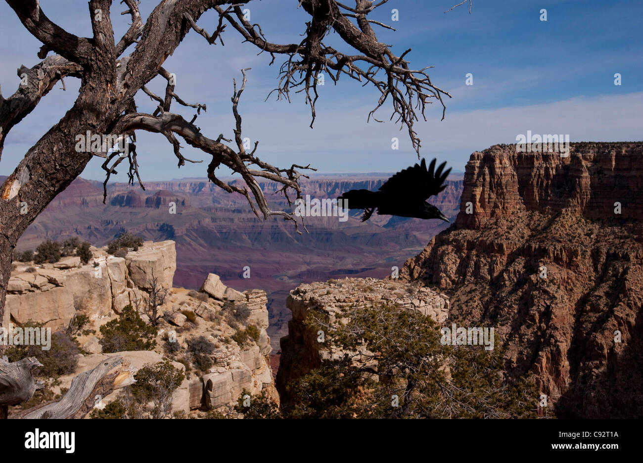 Crow on dead tree, South Rim of Grand Canyon National Park NP, Arizona ...