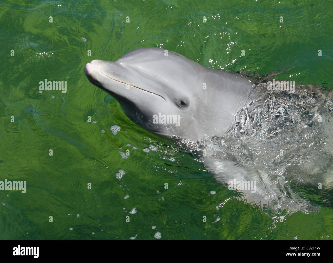 Caribbean dolphin hi-res stock photography and images - Alamy