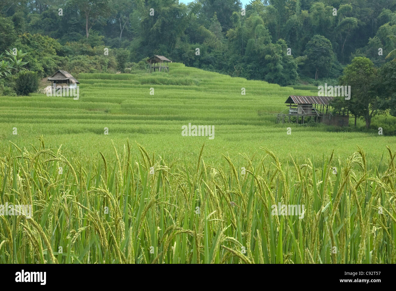 Farming rice in laos hi-res stock photography and images - Alamy