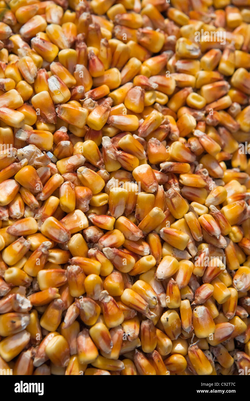 Corn kernels texture, nice agriculture background image Stock Photo - Alamy