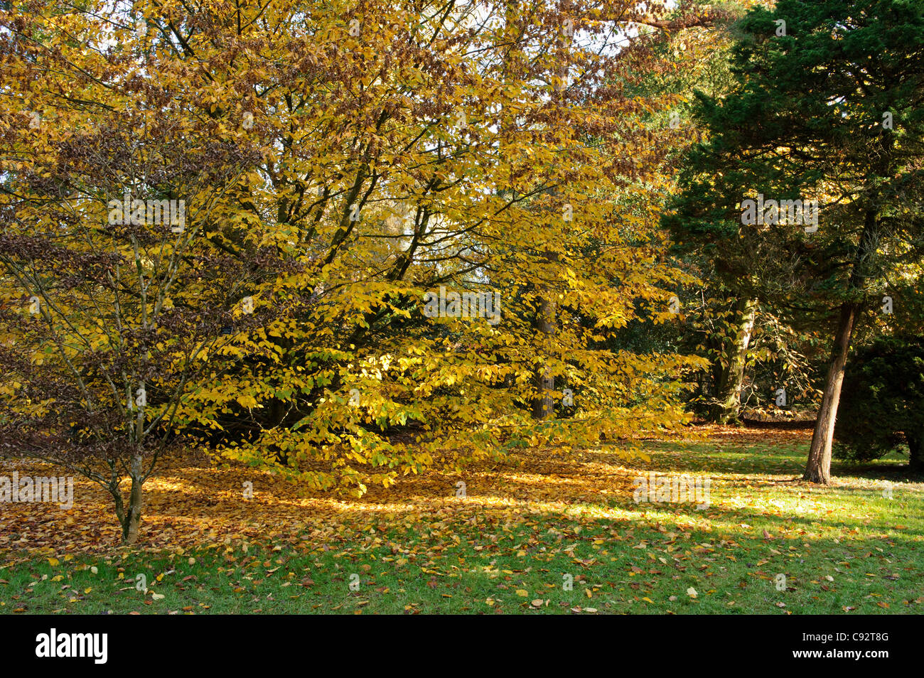 Trees shedding their leaves in Autumn in the English countryside Stock ...