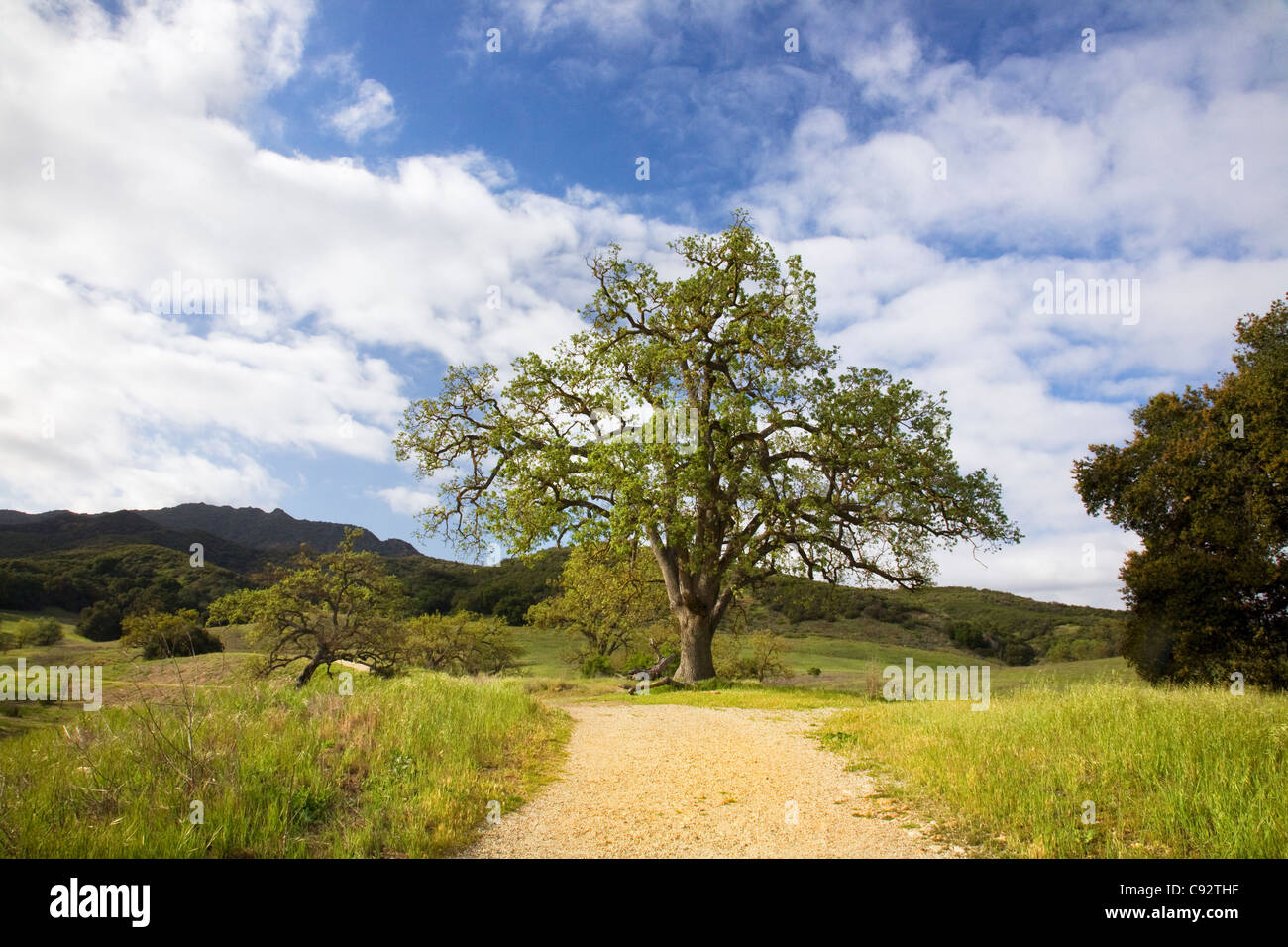 CALIFORNIA - Oak tree growing in the Paramount Ranch area of the Santa ...