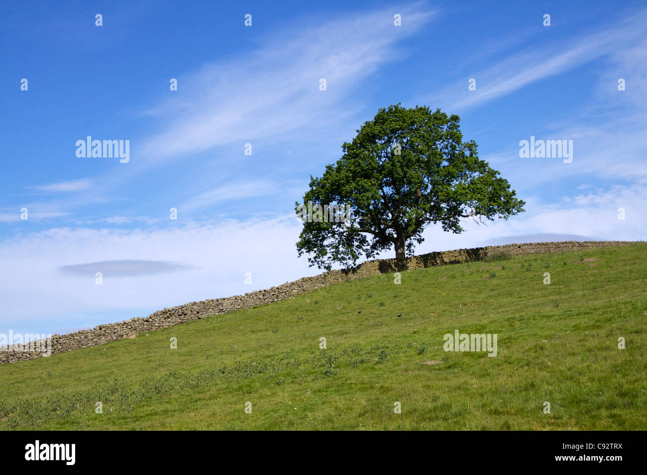 Dry stone walls are characteristic of upland areas of Britain some of ...