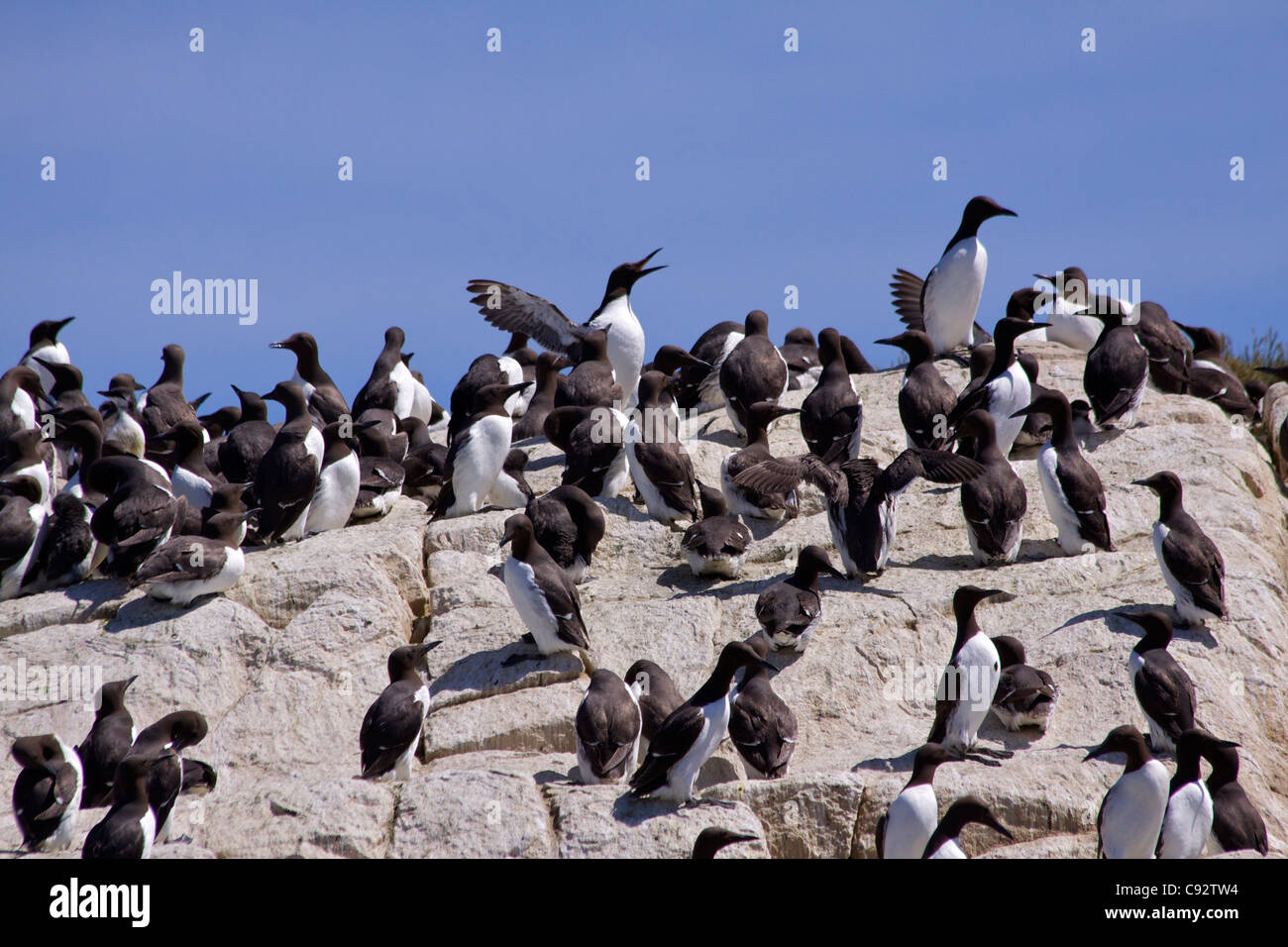 Guillemots Uria aalge Alcidae breed on Staple Island in the Farne ...