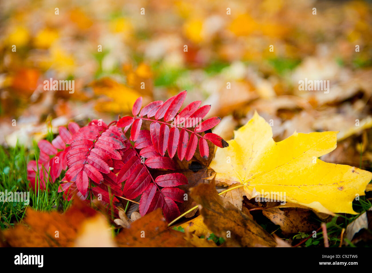 autumn, fall colors Stock Photo - Alamy
