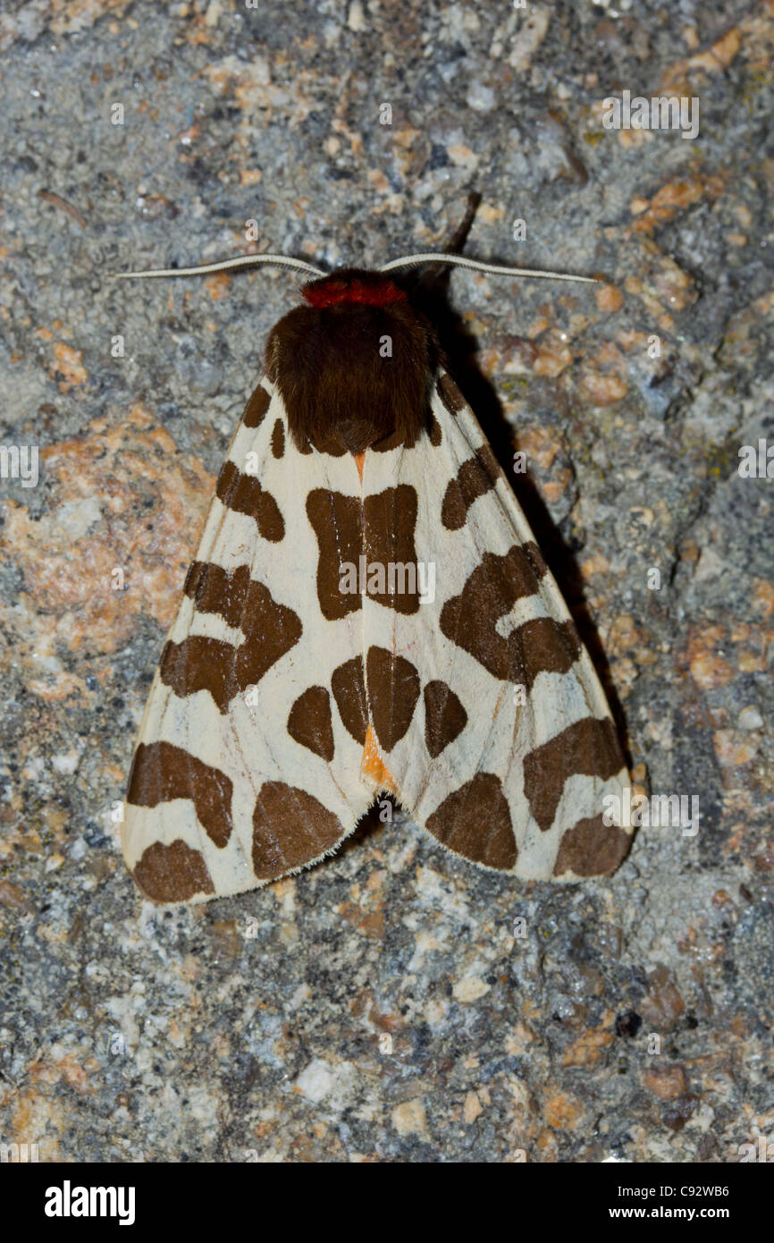 Garden Tiger Moth (Arctia caja Stock Photo - Alamy